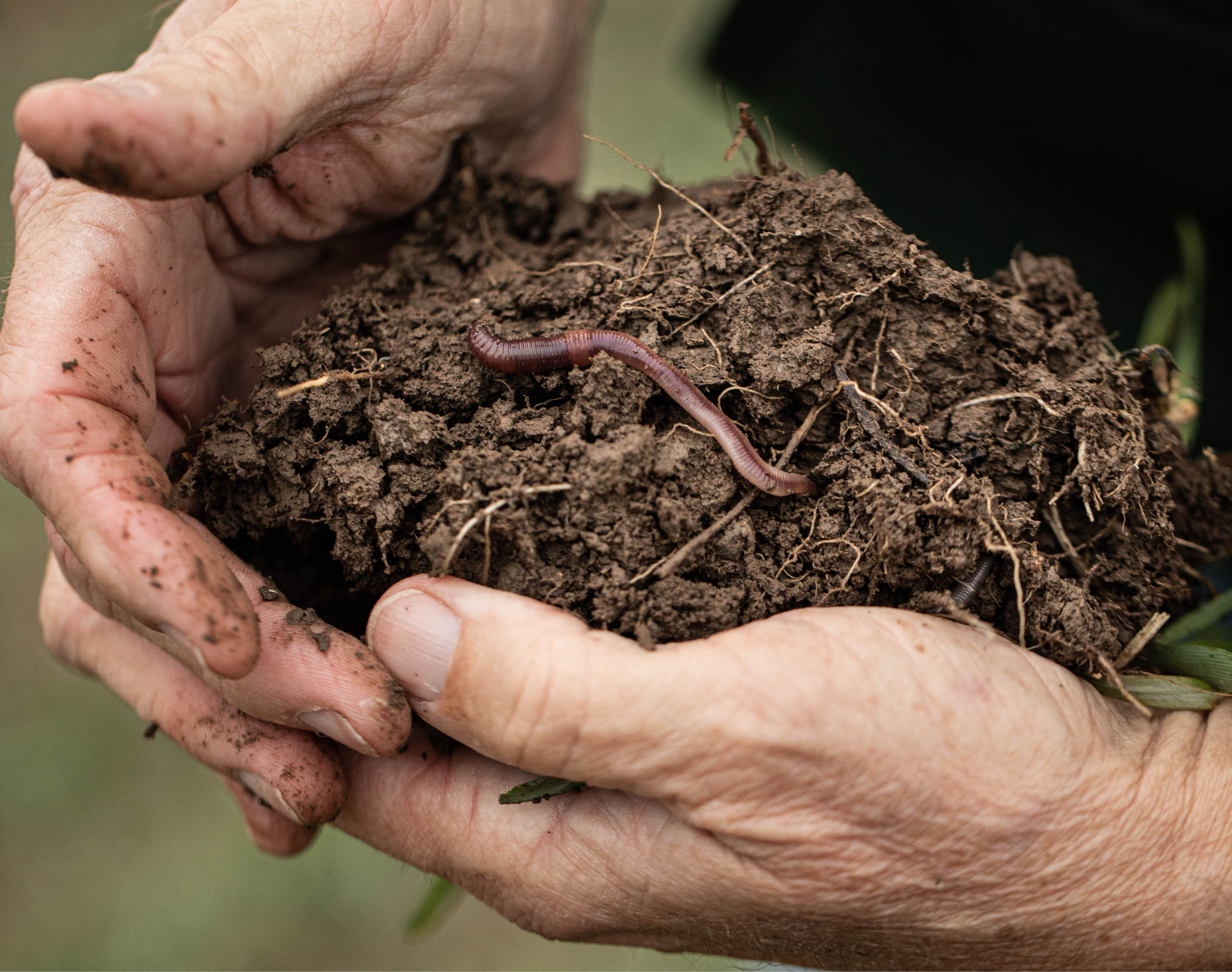 Local Grain Movement: The Farmer & The Baker Working Together | Dorothy ...